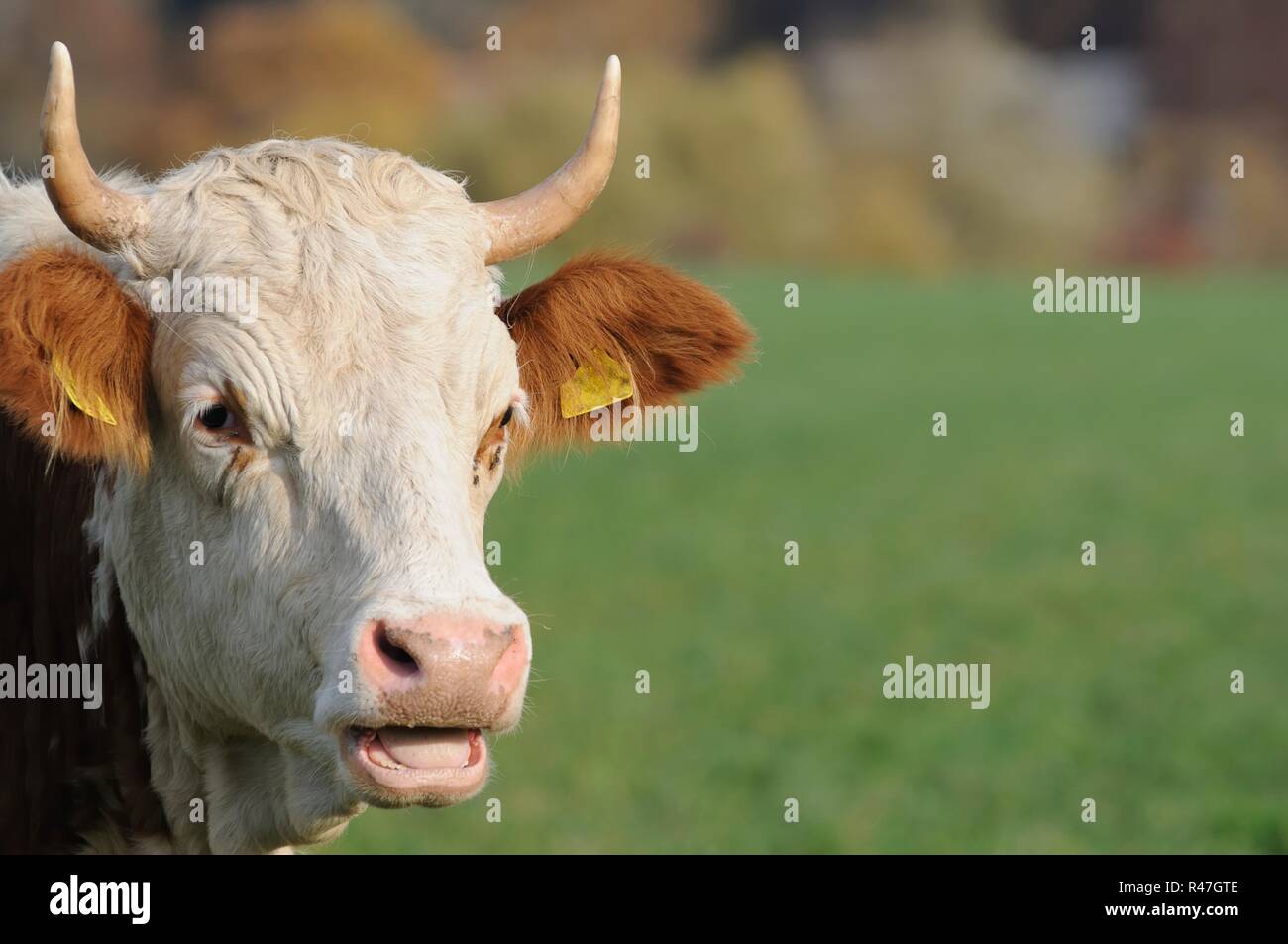 Cattle skin hi-res stock photography and images - Alamy