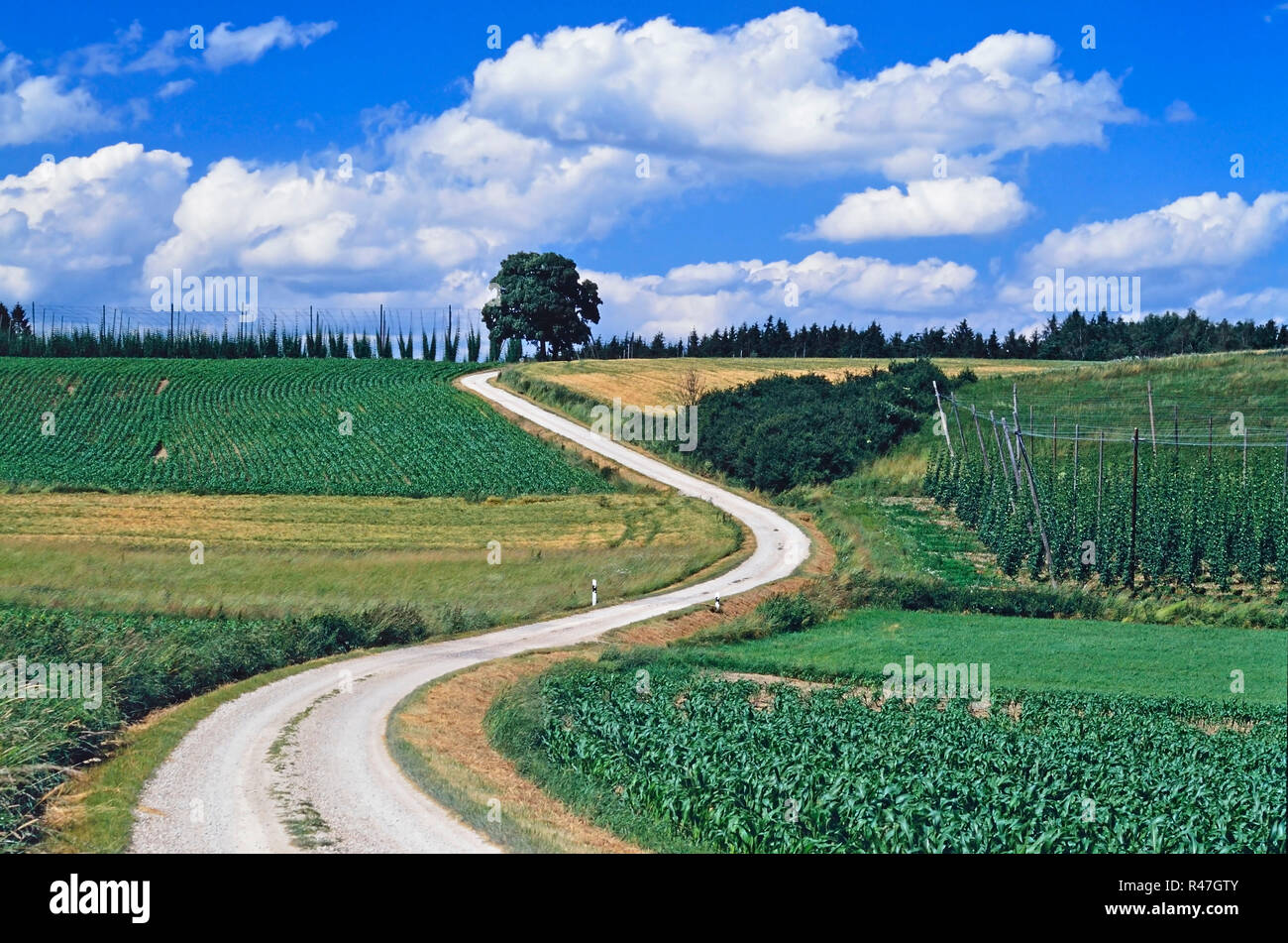 dirt road between hop yards in the holledau,bavaria Stock Photo - Alamy