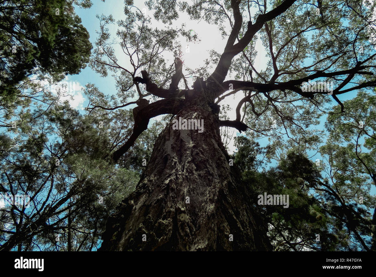 Portrait of a Tree Stock Photo - Alamy