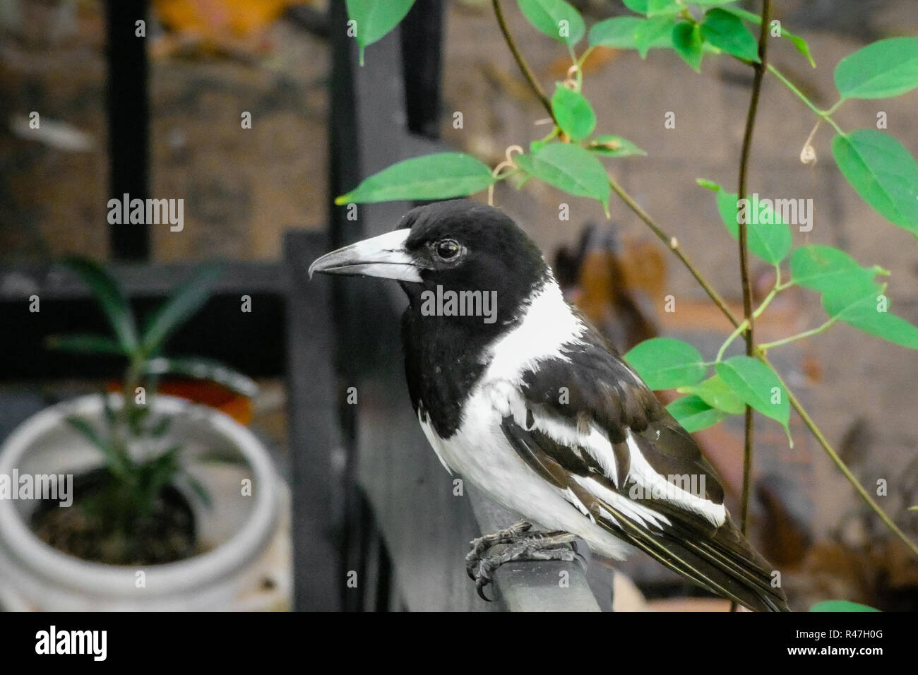 Pied butcher bird hi-res stock photography and images - Alamy