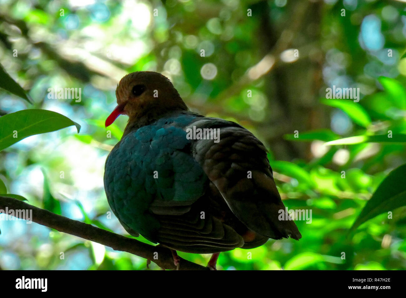 Colorful dove hi-res stock photography and images - Alamy