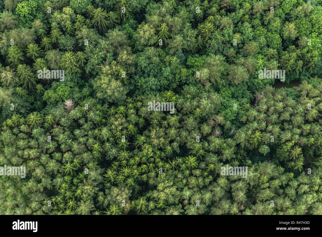 Top view of the area green forest. Nature texture Stock Photo - Alamy