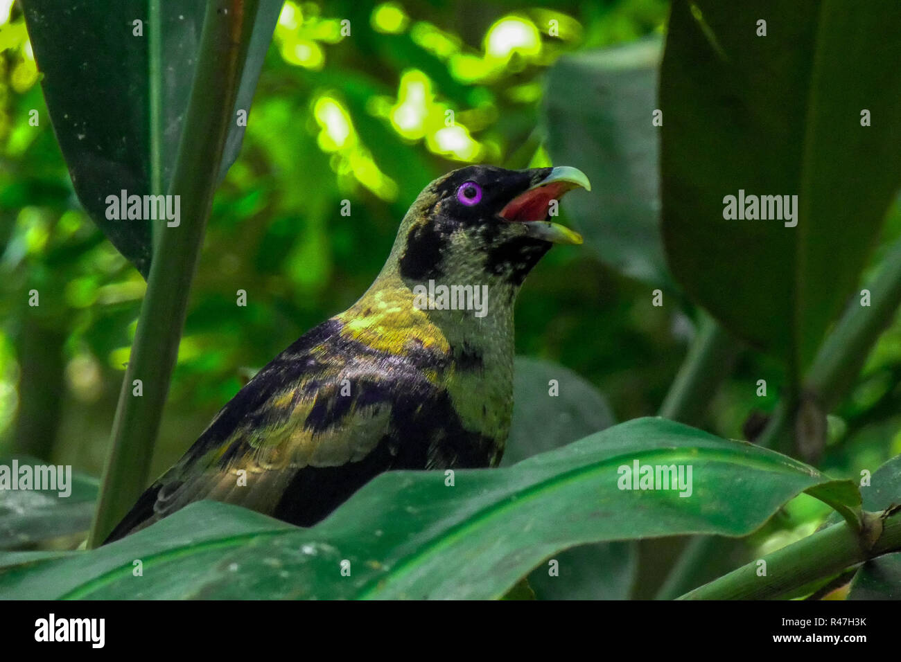 Colorful bird hi-res stock photography and images - Alamy