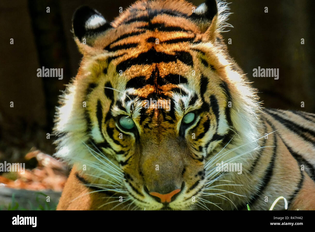 Blind tiger hi-res stock photography and images - Alamy