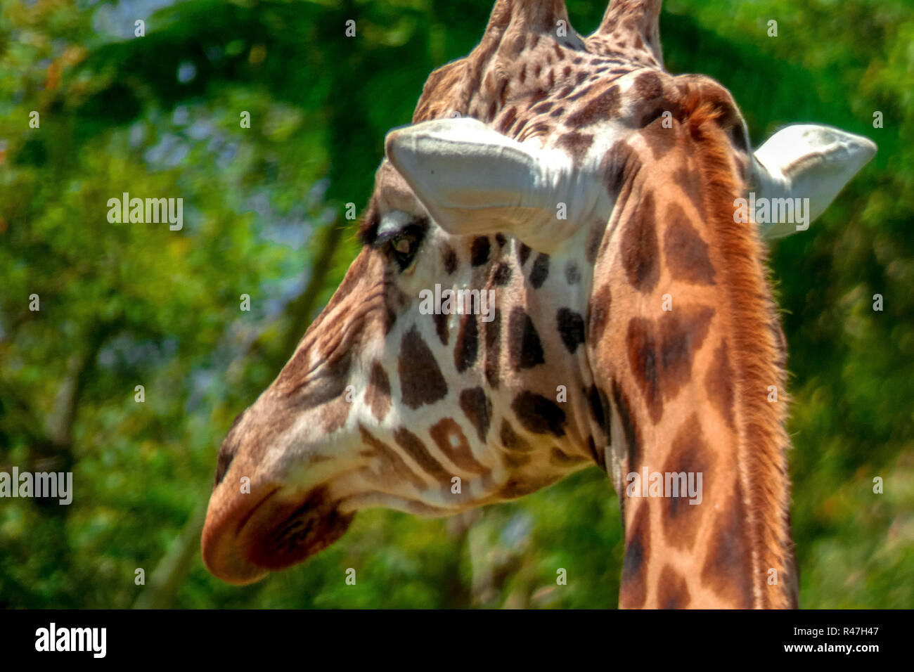 Giraffe eyelashes hi-res stock photography and images - Alamy