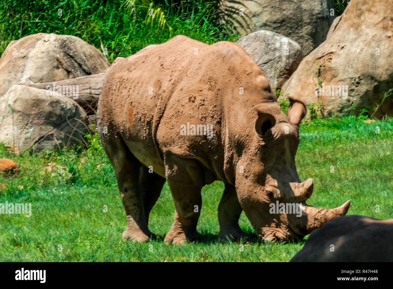 White Rhino at the Zoo Stock Photo - Alamy