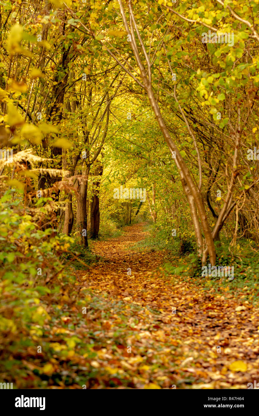 Photograph looking down a woodland path lined with Hazel trees in ...