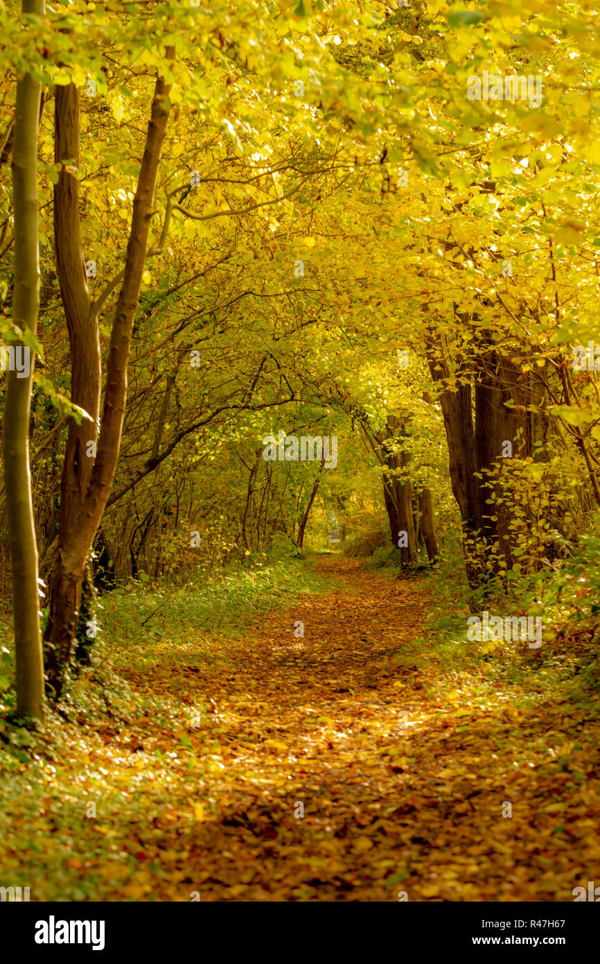 Photograph looking down a woodland path lined with Hazel trees in ...