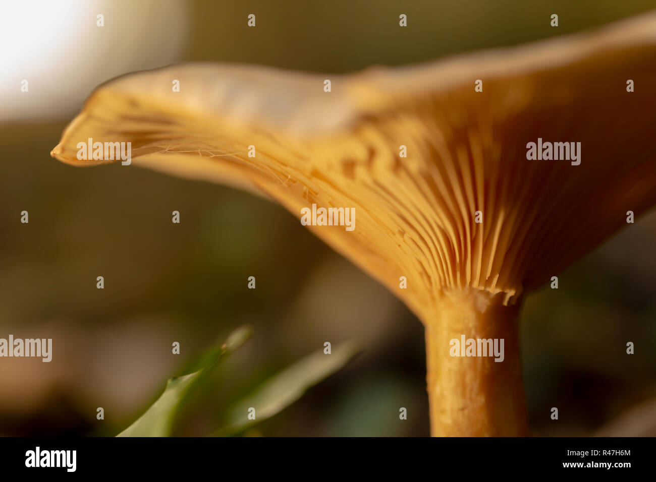 Close-up photograph of a cropped Chanterelle mushroom shot with very ...
