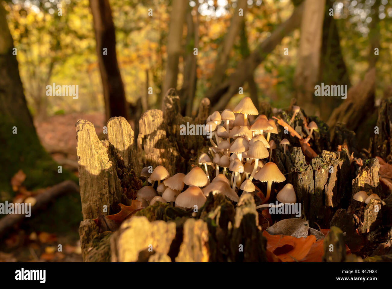 Close-up colour photograph of a clump of Oak-stump mushrooms within old ...