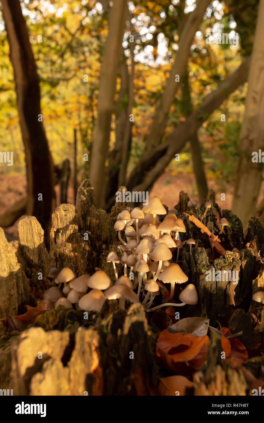 Close-up colour photograph of a clump of Oak-stump mushrooms within old ...