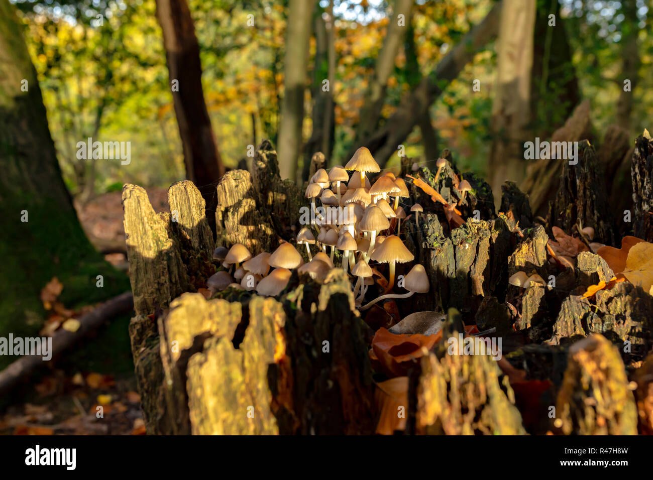 Clump of mushrooms hi-res stock photography and images - Alamy
