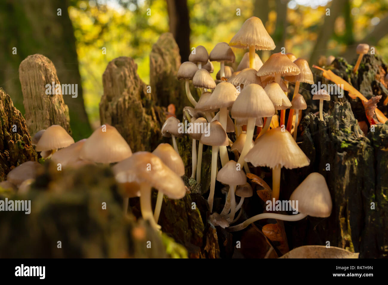 Macro colour photograph of a clump of Oak-stump mushrooms within old ...