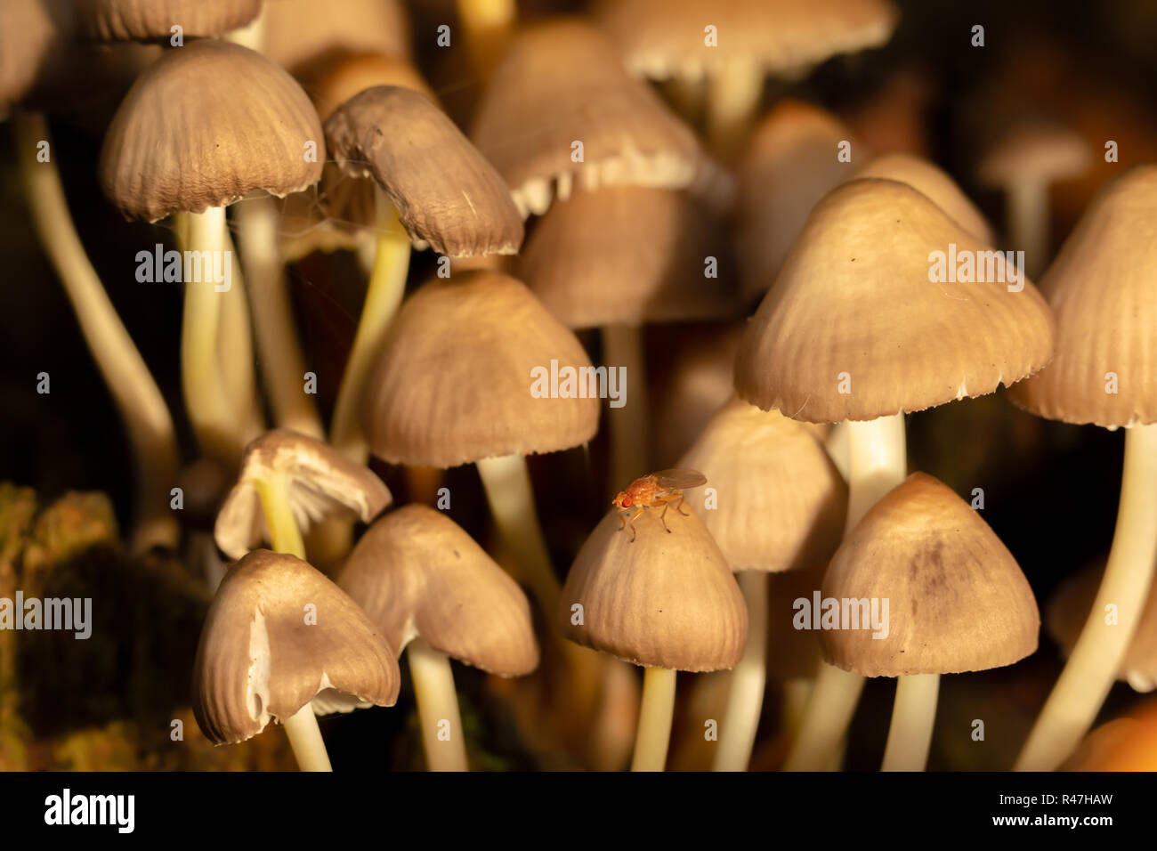 Macro colour photograph of a clump of Oak-stump mushrooms within old ...