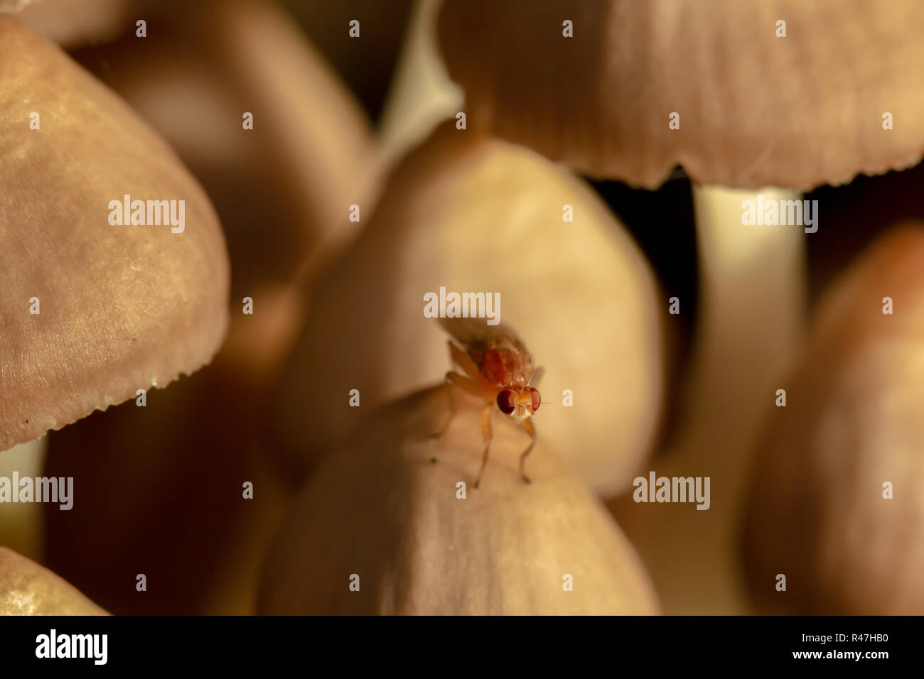 Macro colour photograph of tiny brown fly perched on mushroom cap ...