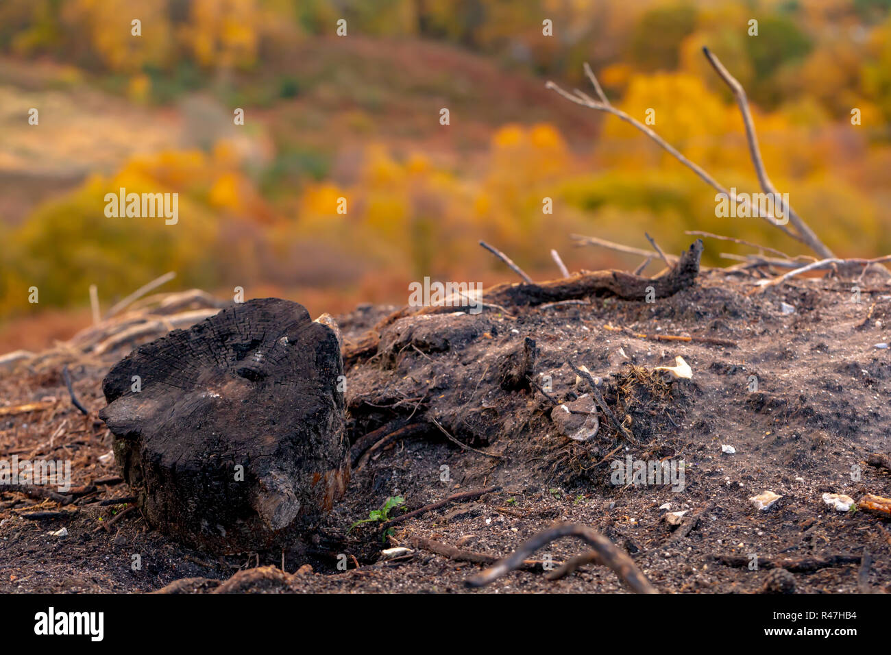 Damaged habitat hi-res stock photography and images - Alamy