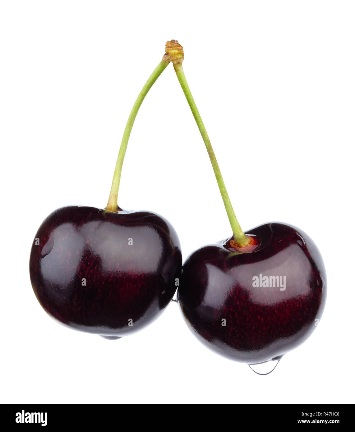 Two ripe dark red sweet cherries on a peduncle isolated on white ...