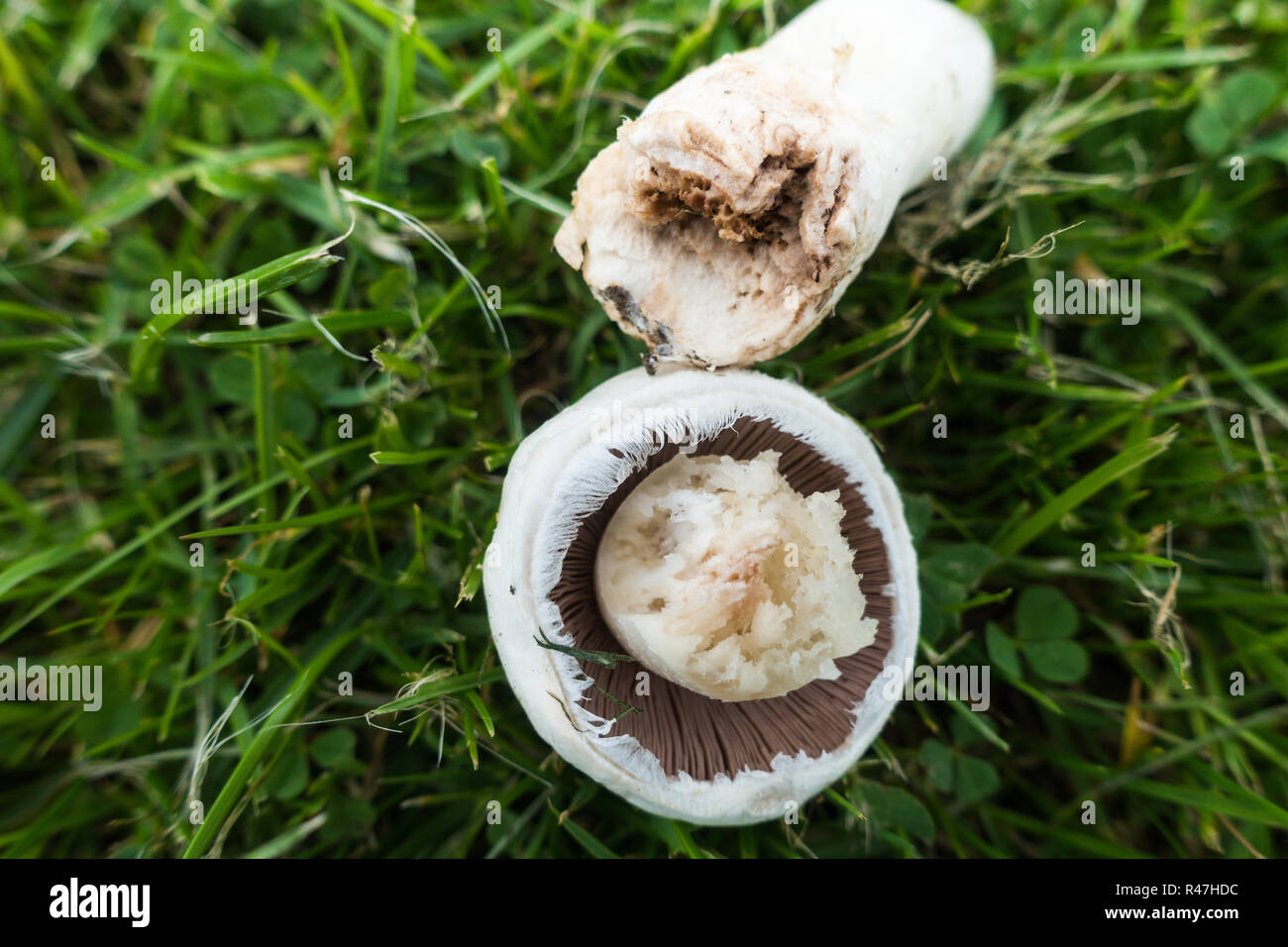 Maggot Infested High Resolution Stock Photography and Images - Alamy