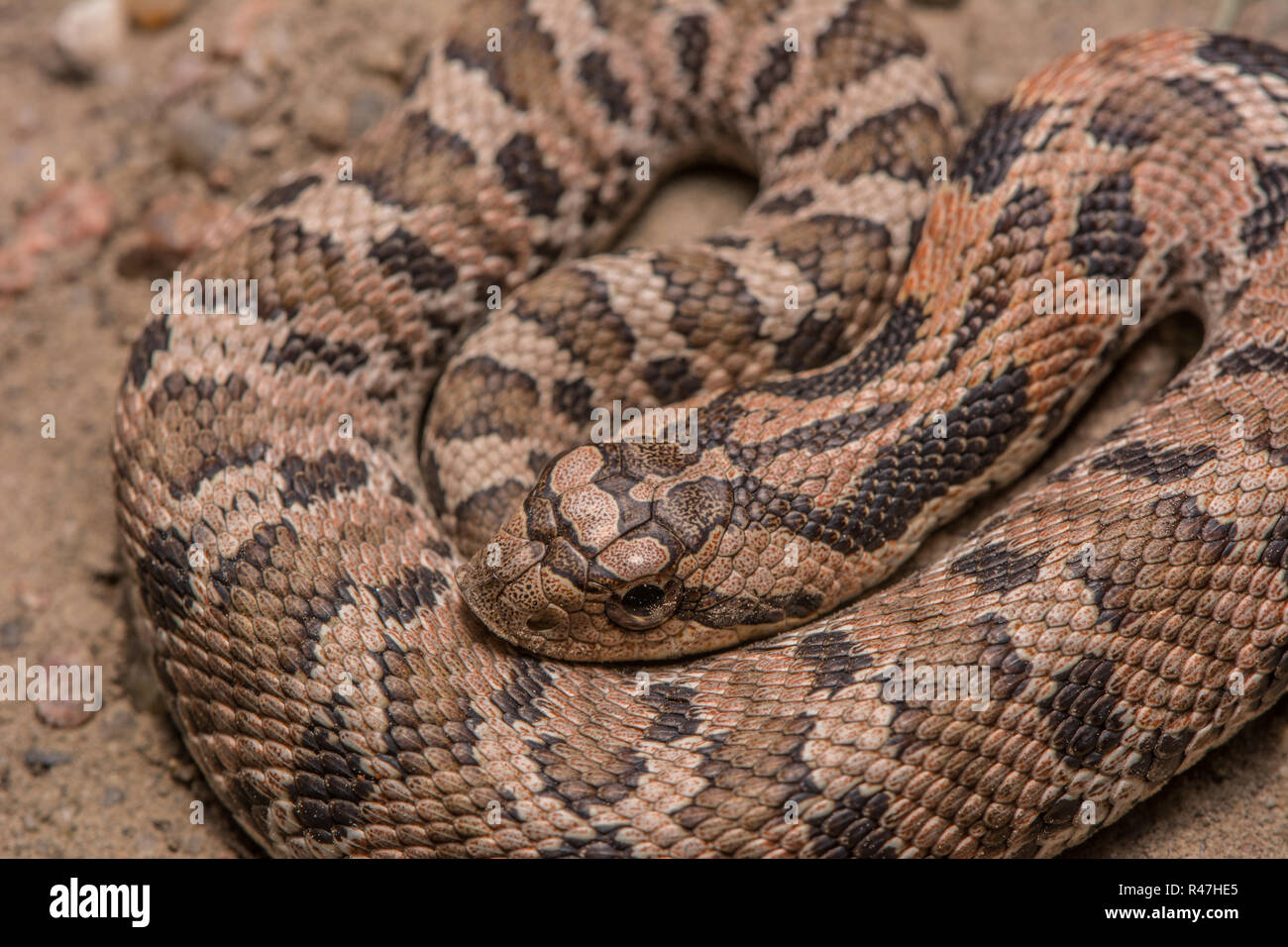 Eastern Hog-nosed Snake (Heterodon platirhinos) from Hamilton County ...