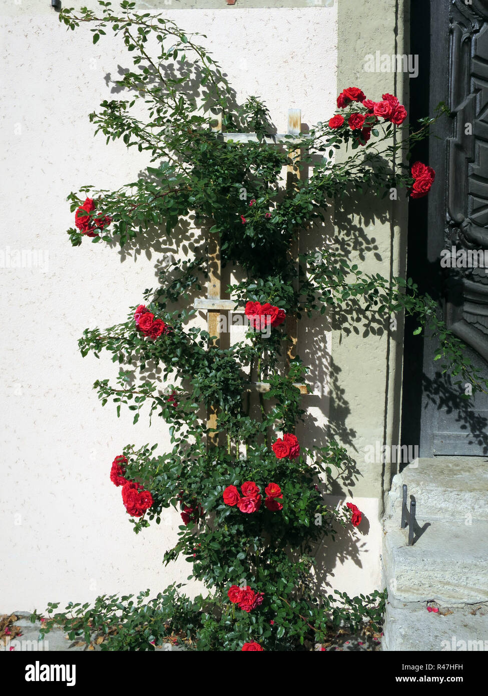 Red climbing roses hi-res stock photography and images - Alamy