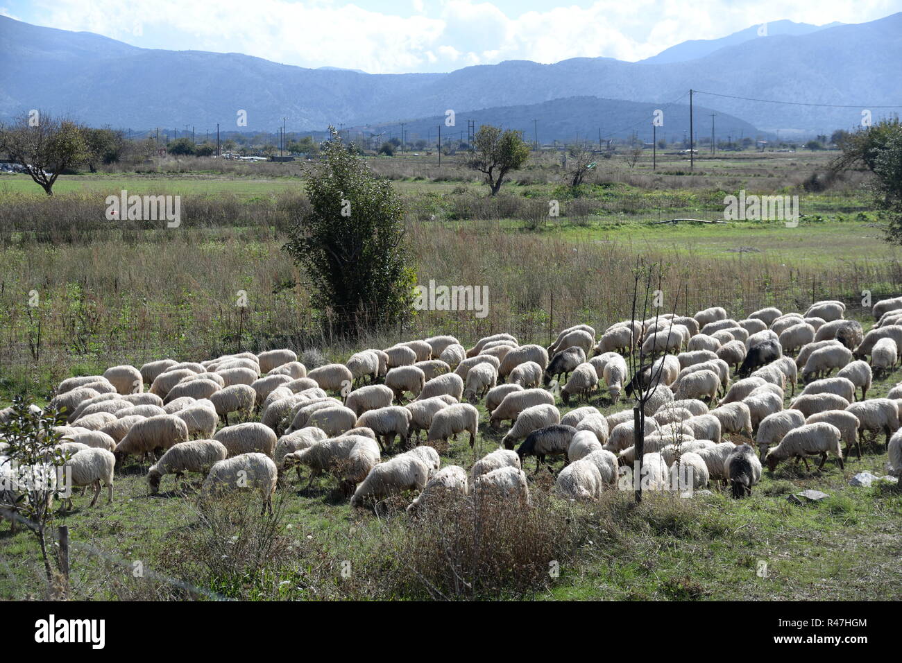 sheep on the lassithi plateau,crete Stock Photo - Alamy