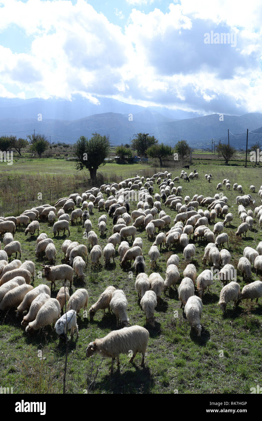 sheep on the lassithi plateau,crete Stock Photo - Alamy