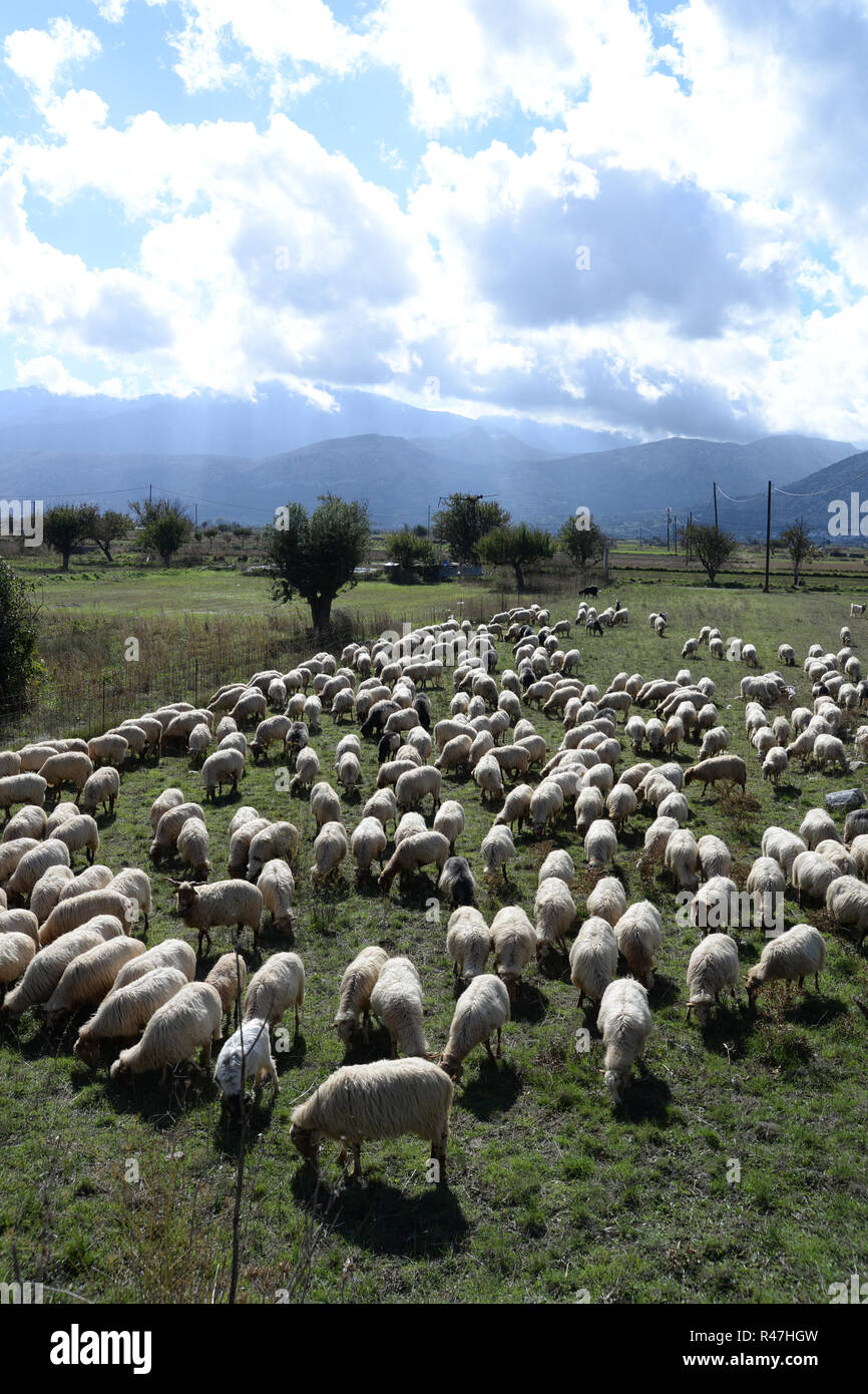 sheep on the lassithi plateau,crete Stock Photo - Alamy