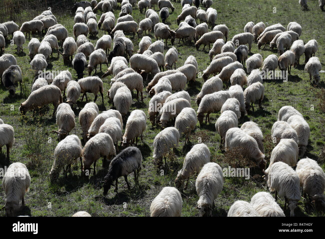 sheep on the lassithi plateau,crete Stock Photo - Alamy