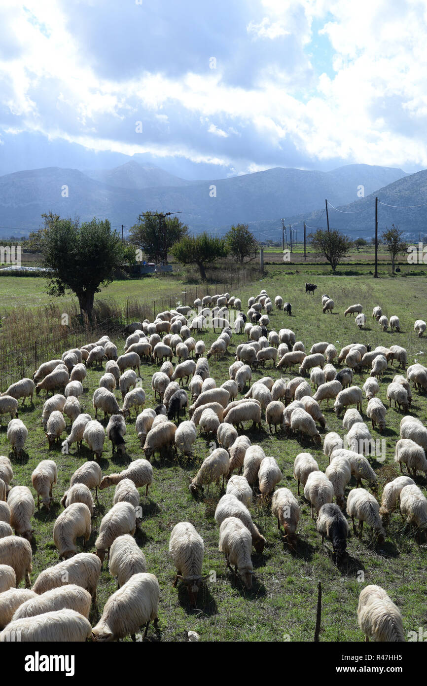 sheep on the lassithi plateau,crete Stock Photo - Alamy