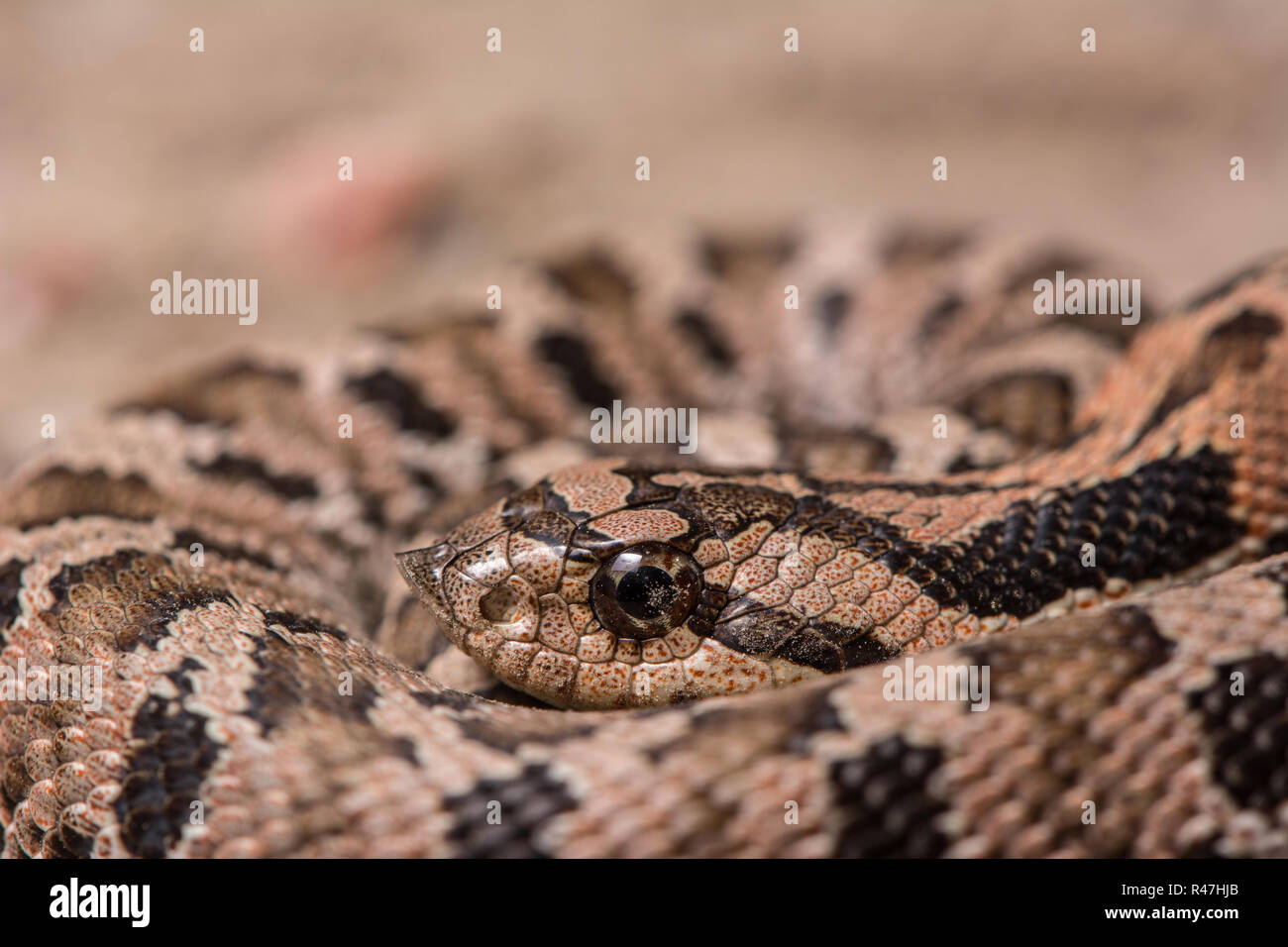 Baby hognose snake hi-res stock photography and images - Alamy