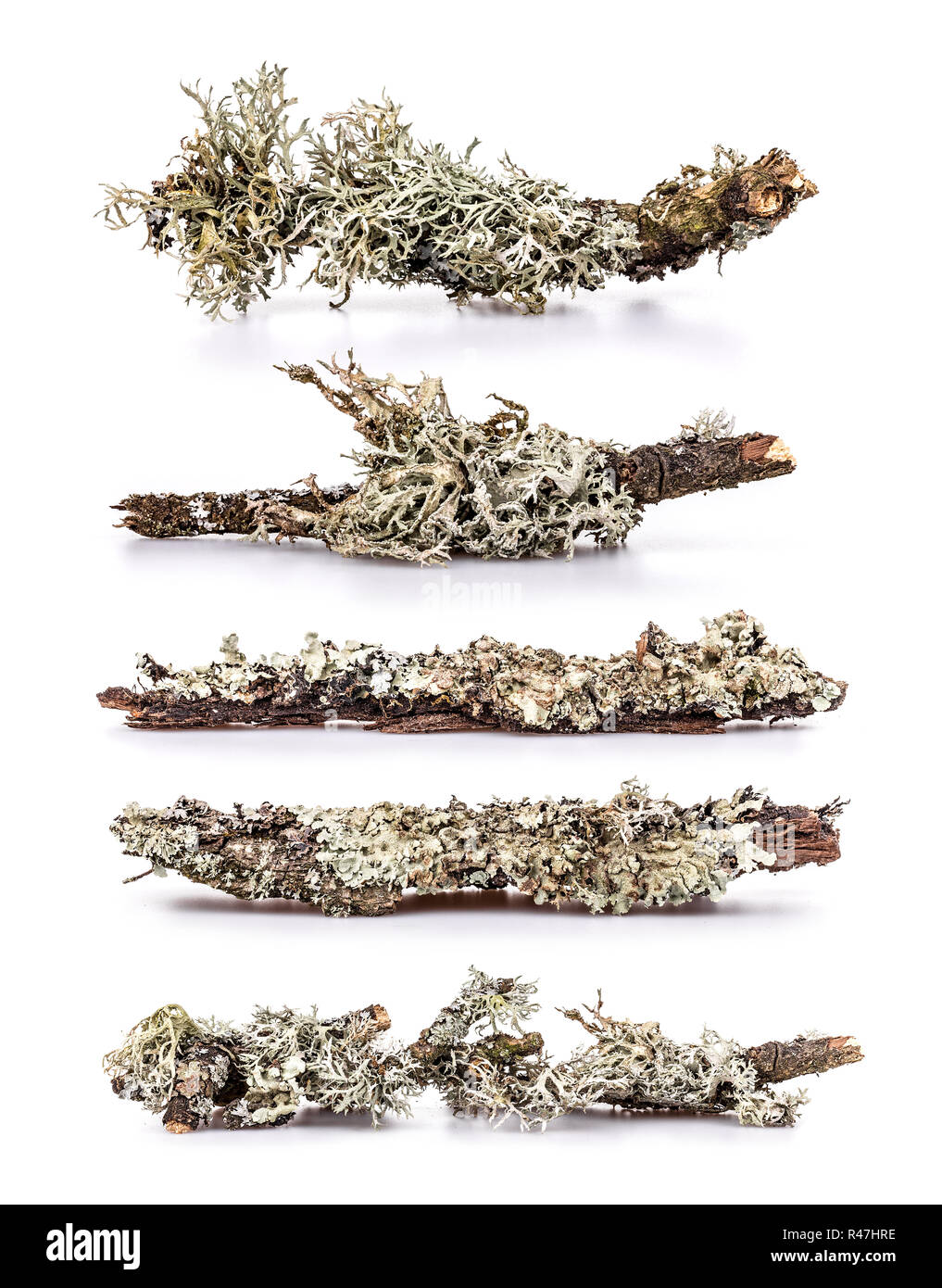 Lichen close up macro Cut Out Stock Images & Pictures - Alamy