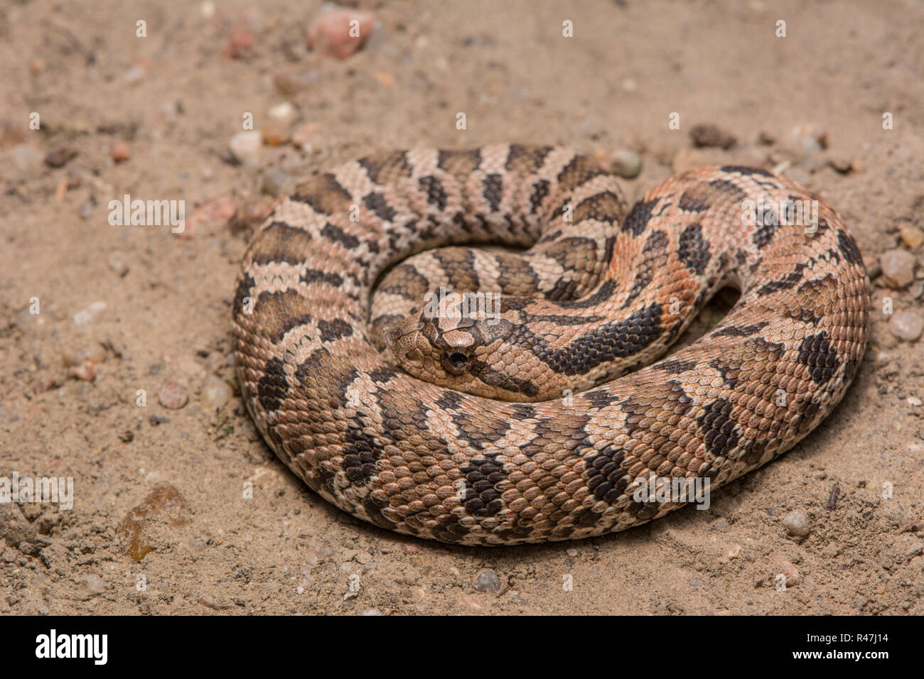 Baby hognose snake hi-res stock photography and images - Alamy