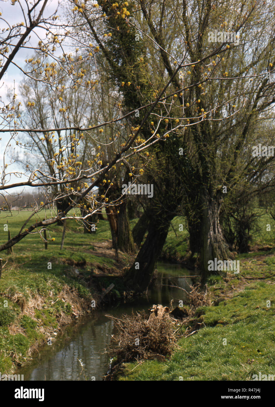 stream in spring Stock Photo - Alamy