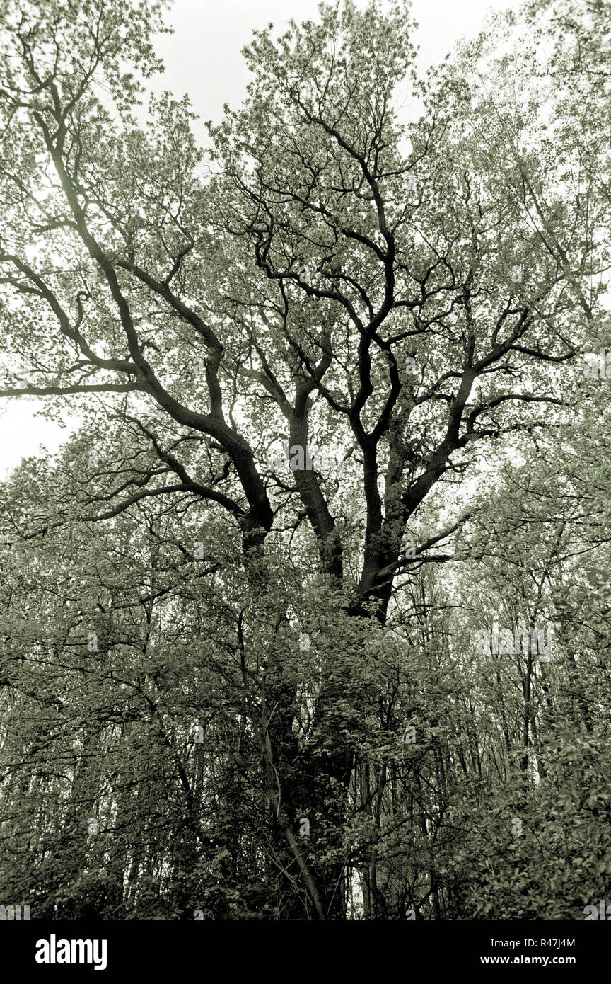 tree in the southern leineaue Stock Photo - Alamy