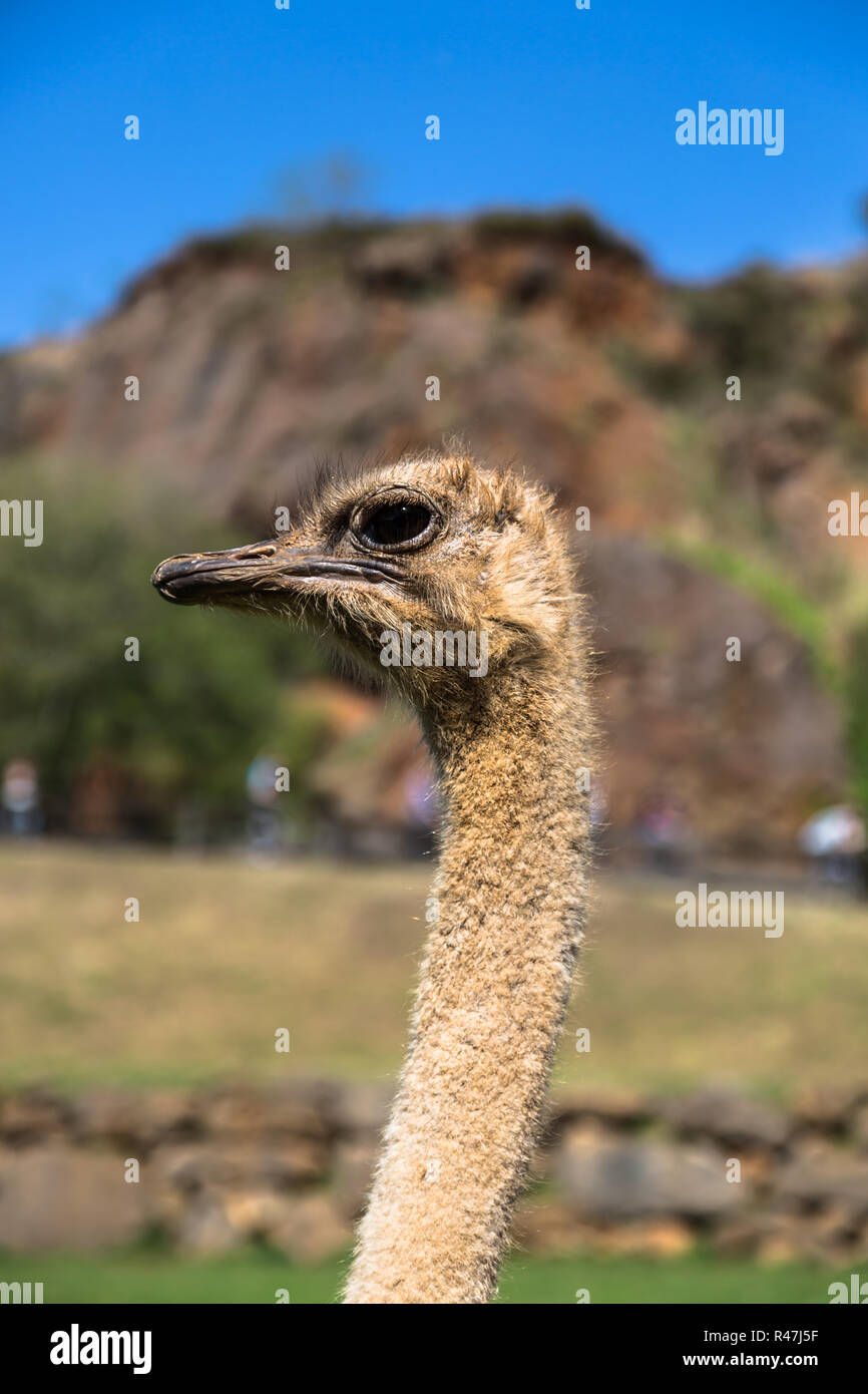 curious african ostrich walking in the paddock at the ostrich farm ...