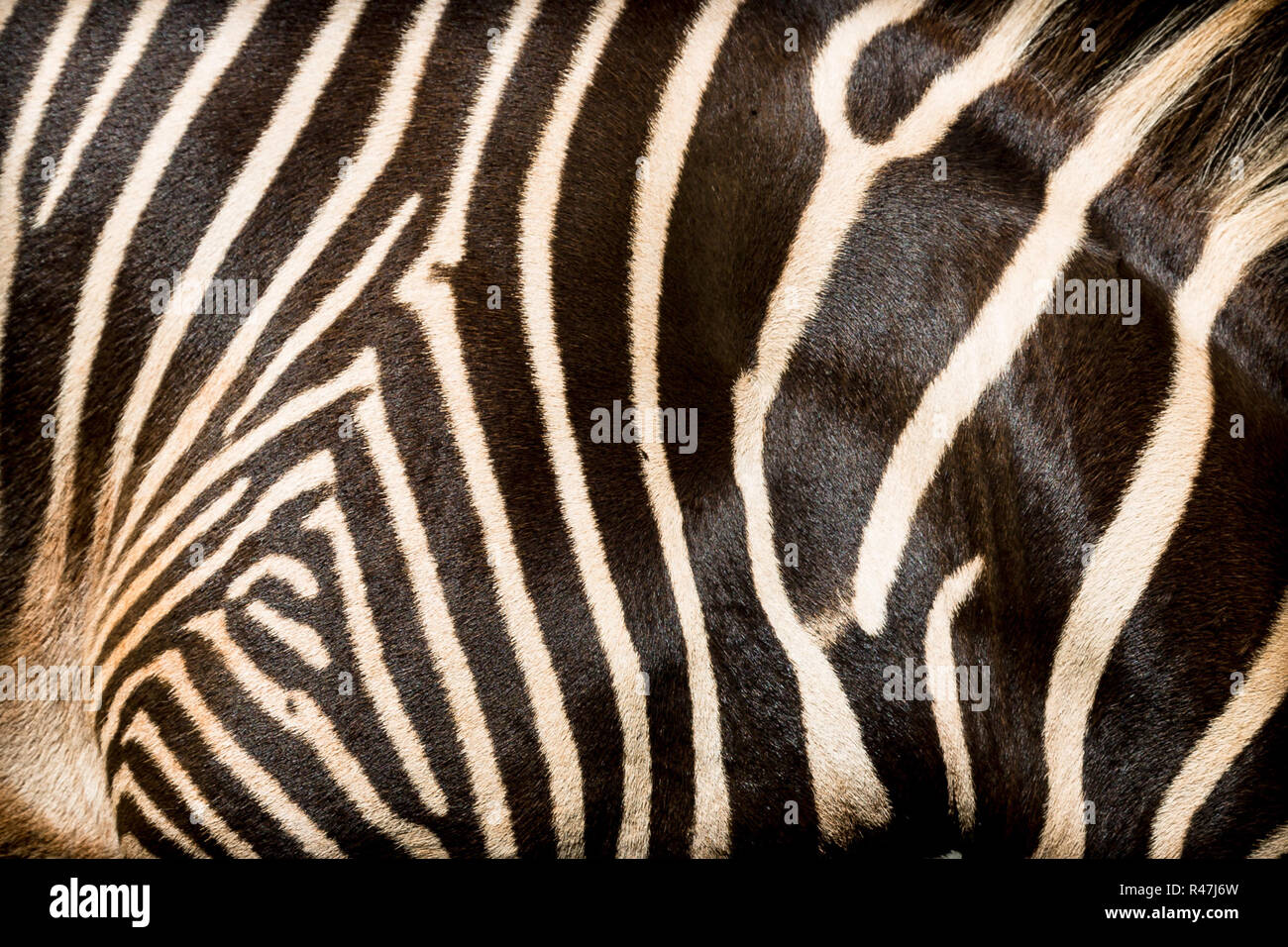 natural texture of the skin of an african zebra Stock Photo - Alamy