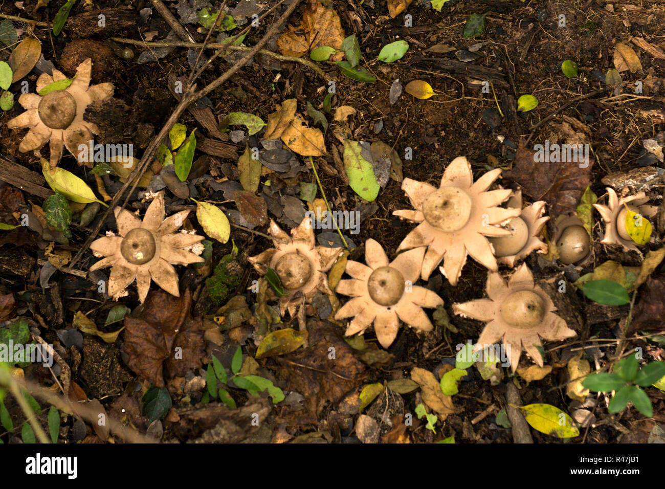 Earth star fungus hi-res stock photography and images - Alamy