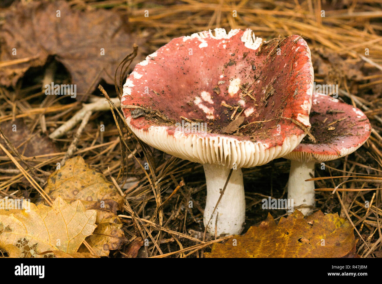 Toad on toadstool hi-res stock photography and images - Alamy