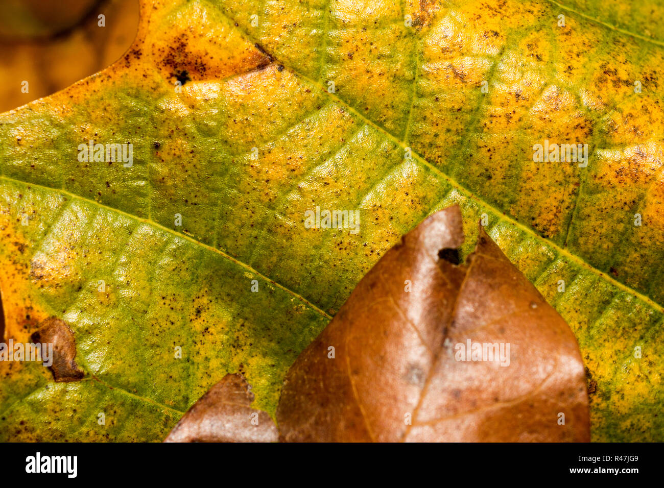 Macro autumn leaves background Stock Photo - Alamy