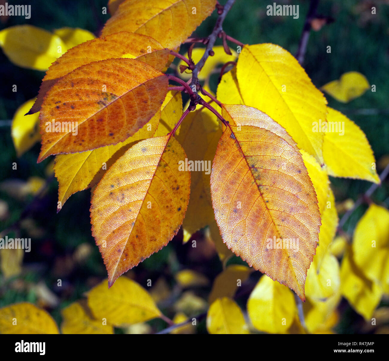Yellow coloured cherry tree foliage hi-res stock photography and images ...