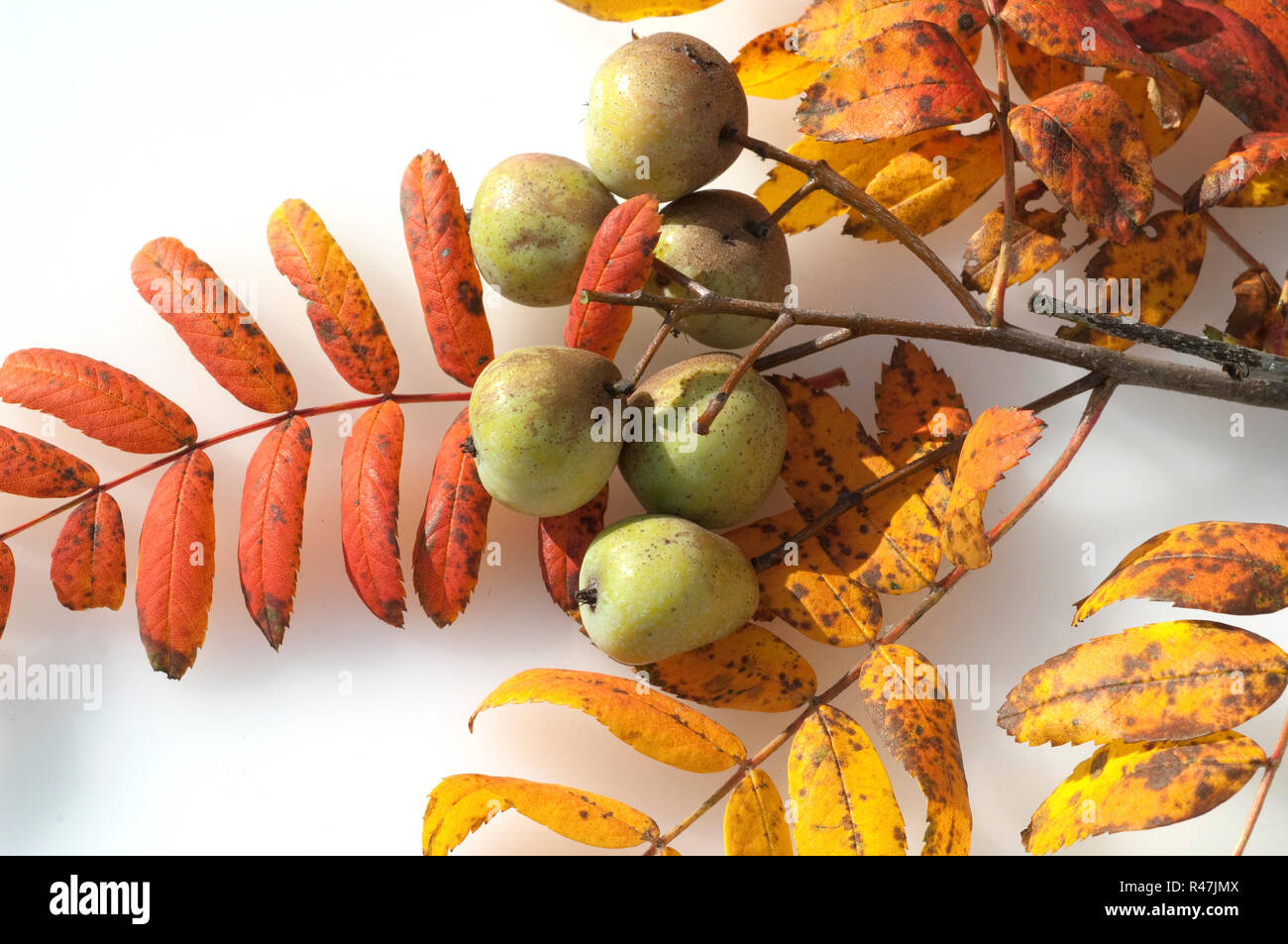 speierling sorbus domestica Stock Photo - Alamy