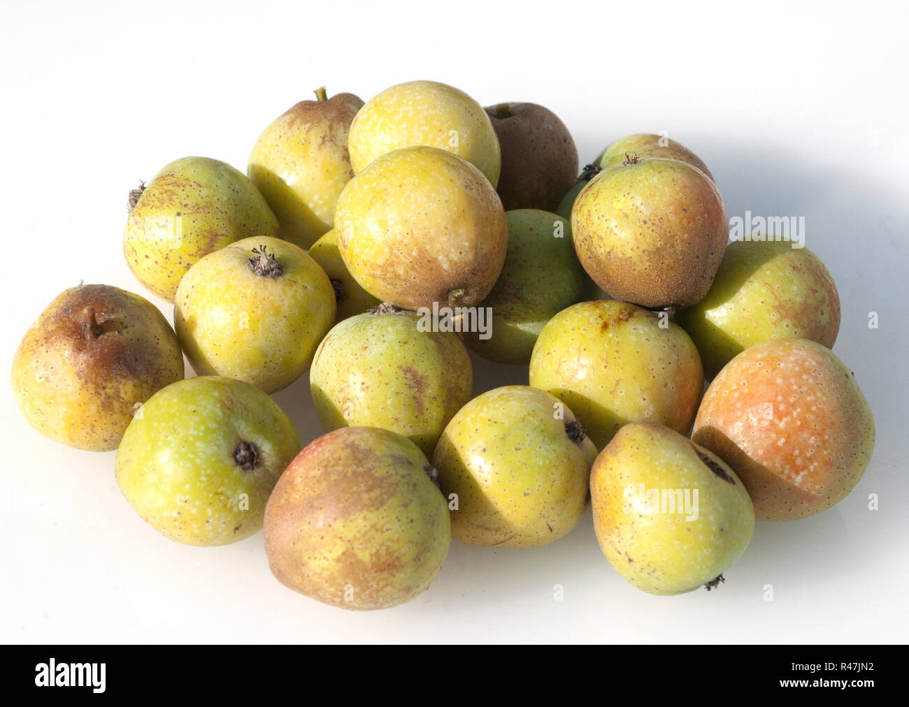 speierling sorbus domestica Stock Photo - Alamy