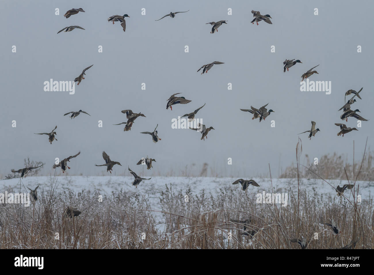 wild ducks in winter Stock Photo - Alamy