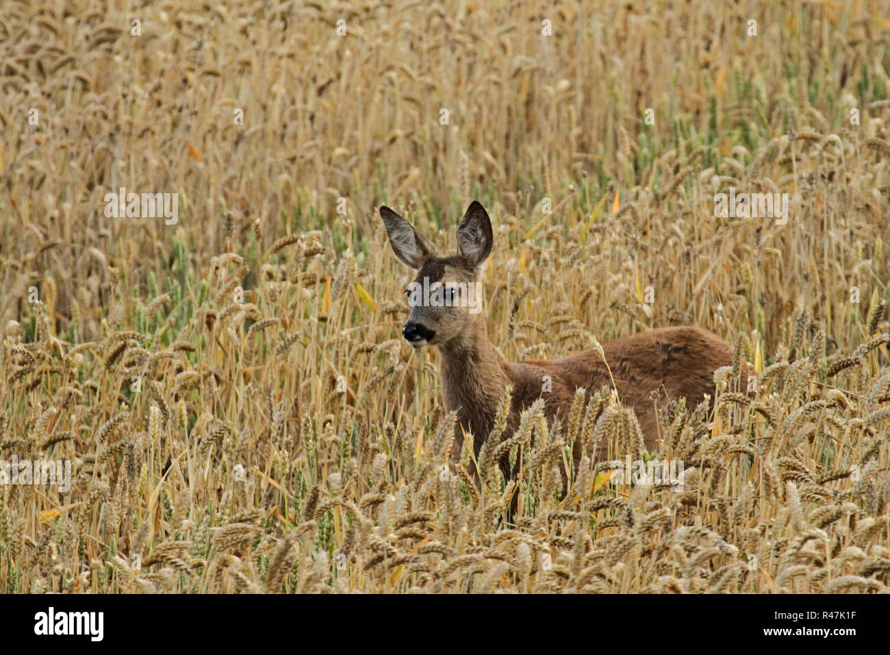 Shy fawn hi-res stock photography and images - Alamy