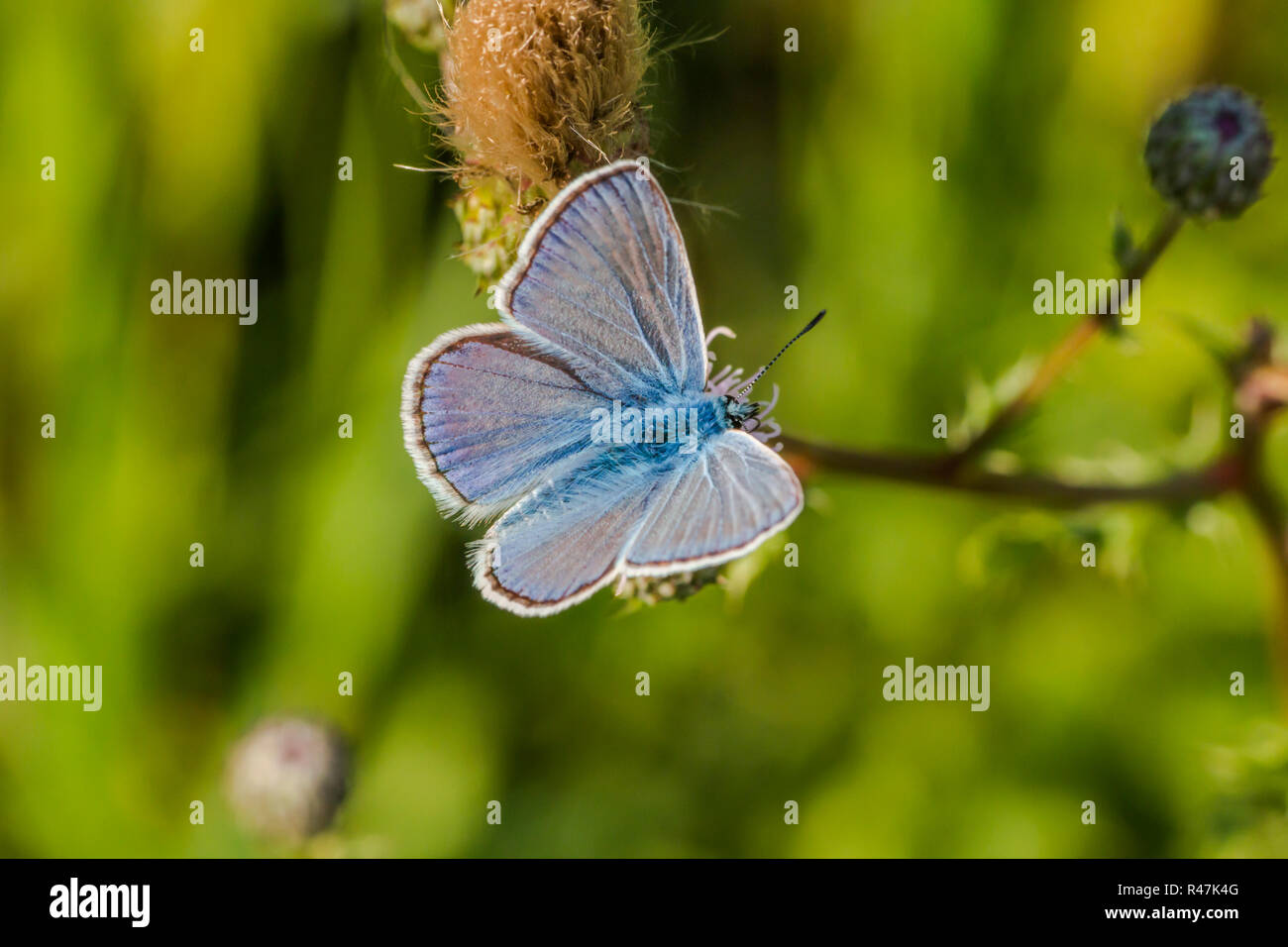 Hauhechelbla uling hi-res stock photography and images - Alamy