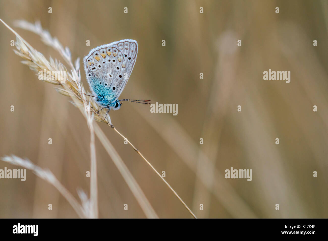 Uling hi-res stock photography and images - Alamy