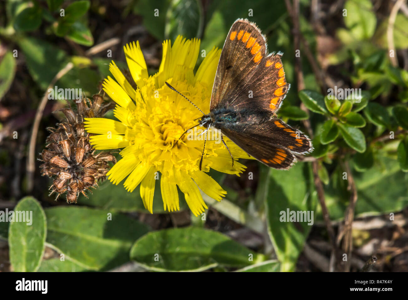 Hauhechelbla uling hi-res stock photography and images - Alamy