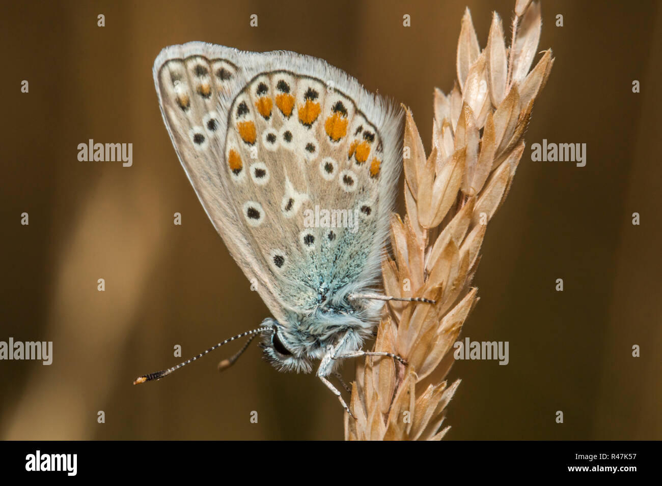 Hauhechelbla uling hi-res stock photography and images - Alamy