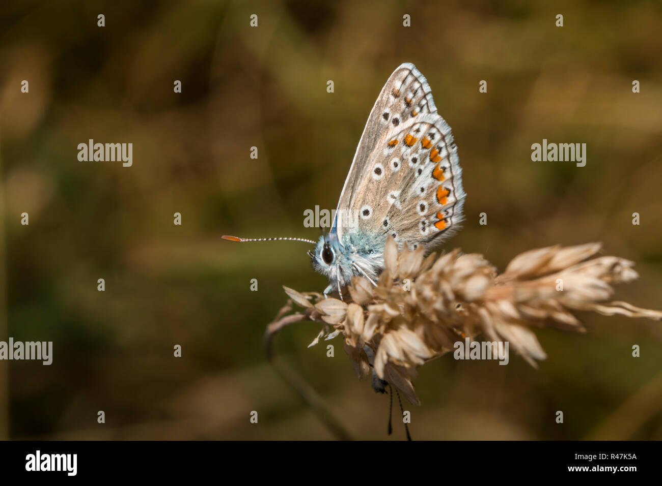 Hauhechelbla uling hi-res stock photography and images - Alamy