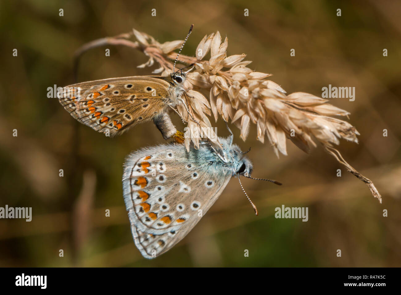 Hauhechelbla uling hi-res stock photography and images - Alamy